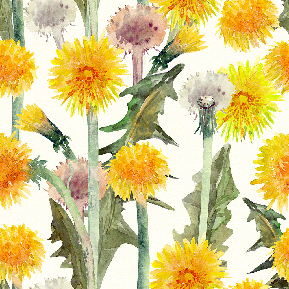 dandelion wallpaper